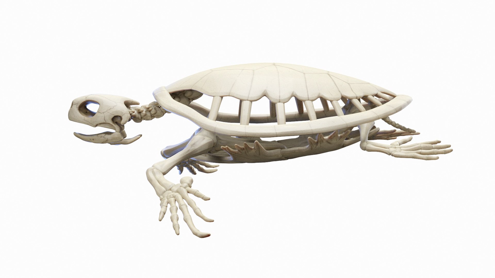 Green Sea Turtle Anatomy 3D Model - TurboSquid 2245442