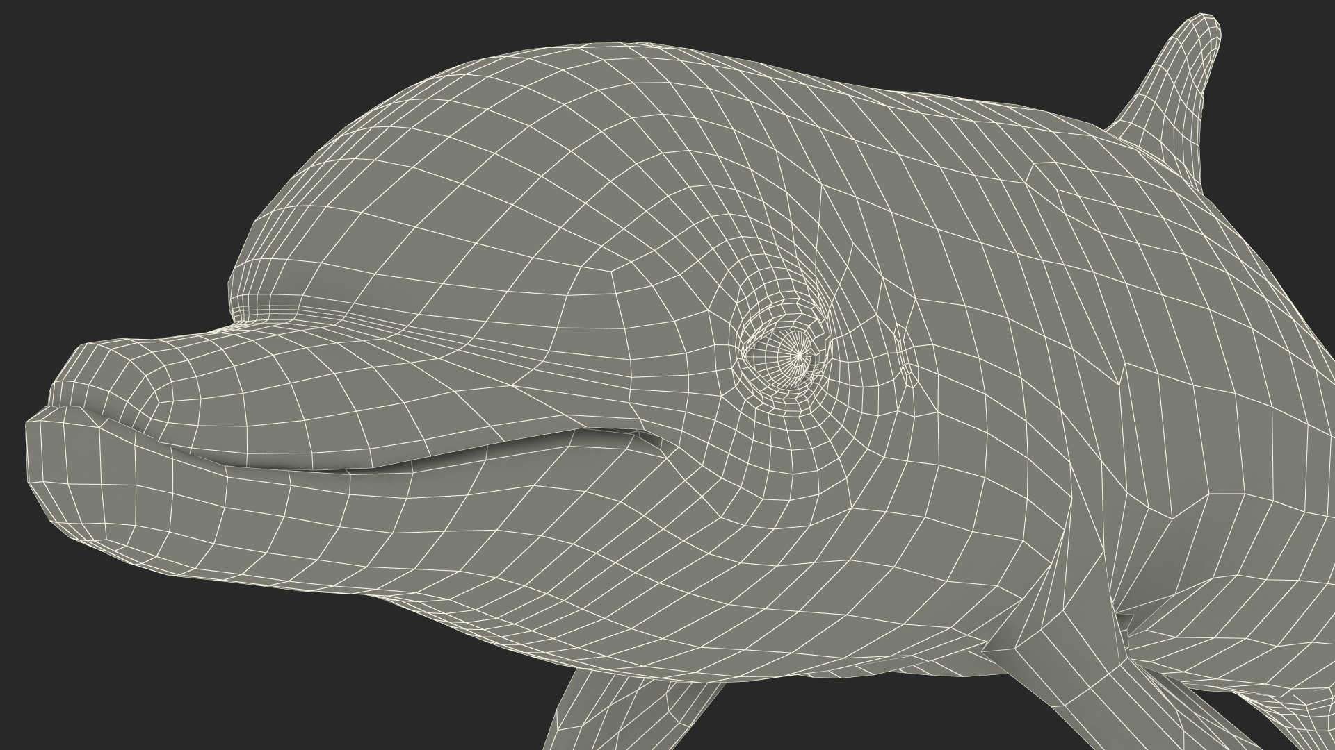 Dolphin Swimming And Jumping Animated For Maya Model - TurboSquid 2136612