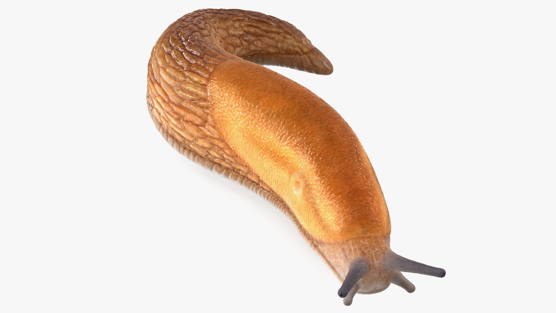 3D Dusky Arion Slug Crawling - TurboSquid 2015873