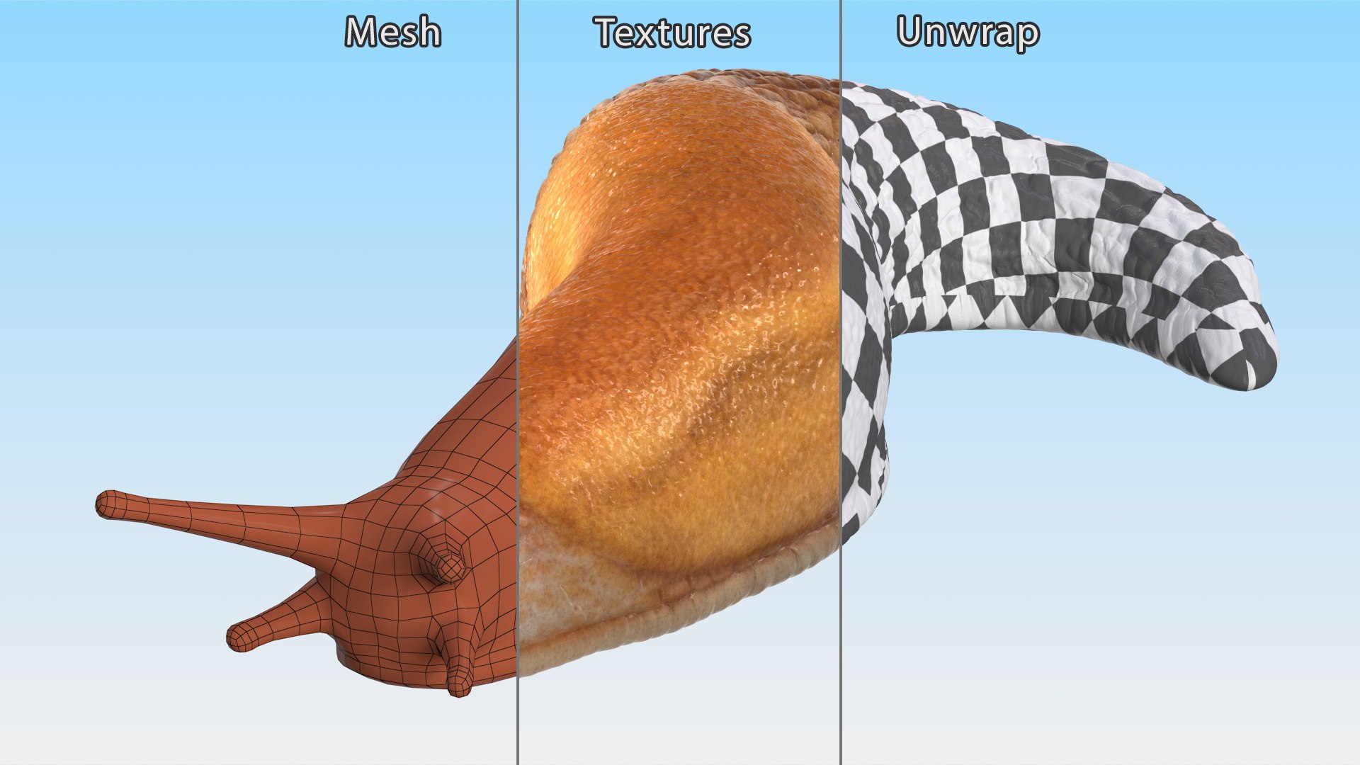 3D Dusky Arion Slug Crawling - TurboSquid 2015873