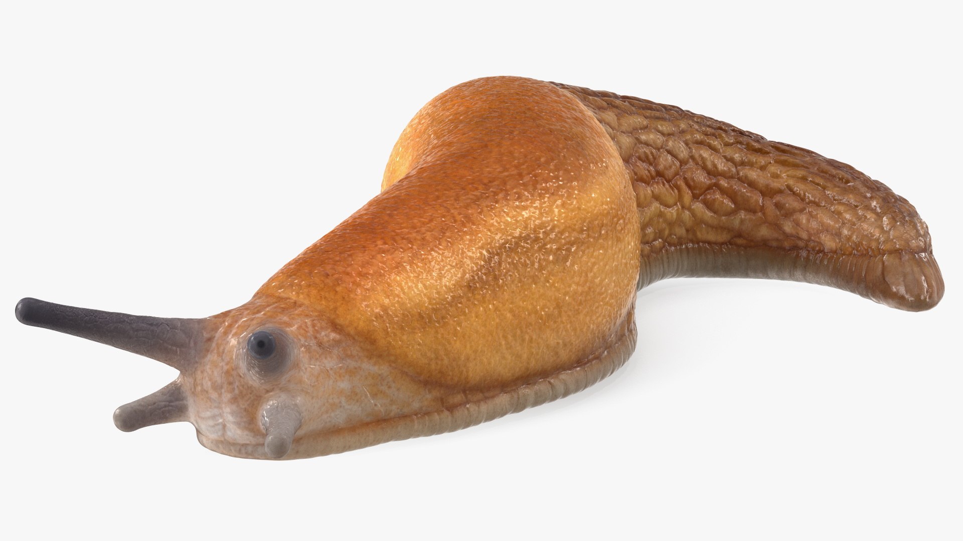 3D Dusky Arion Slug Crawling - TurboSquid 2015873