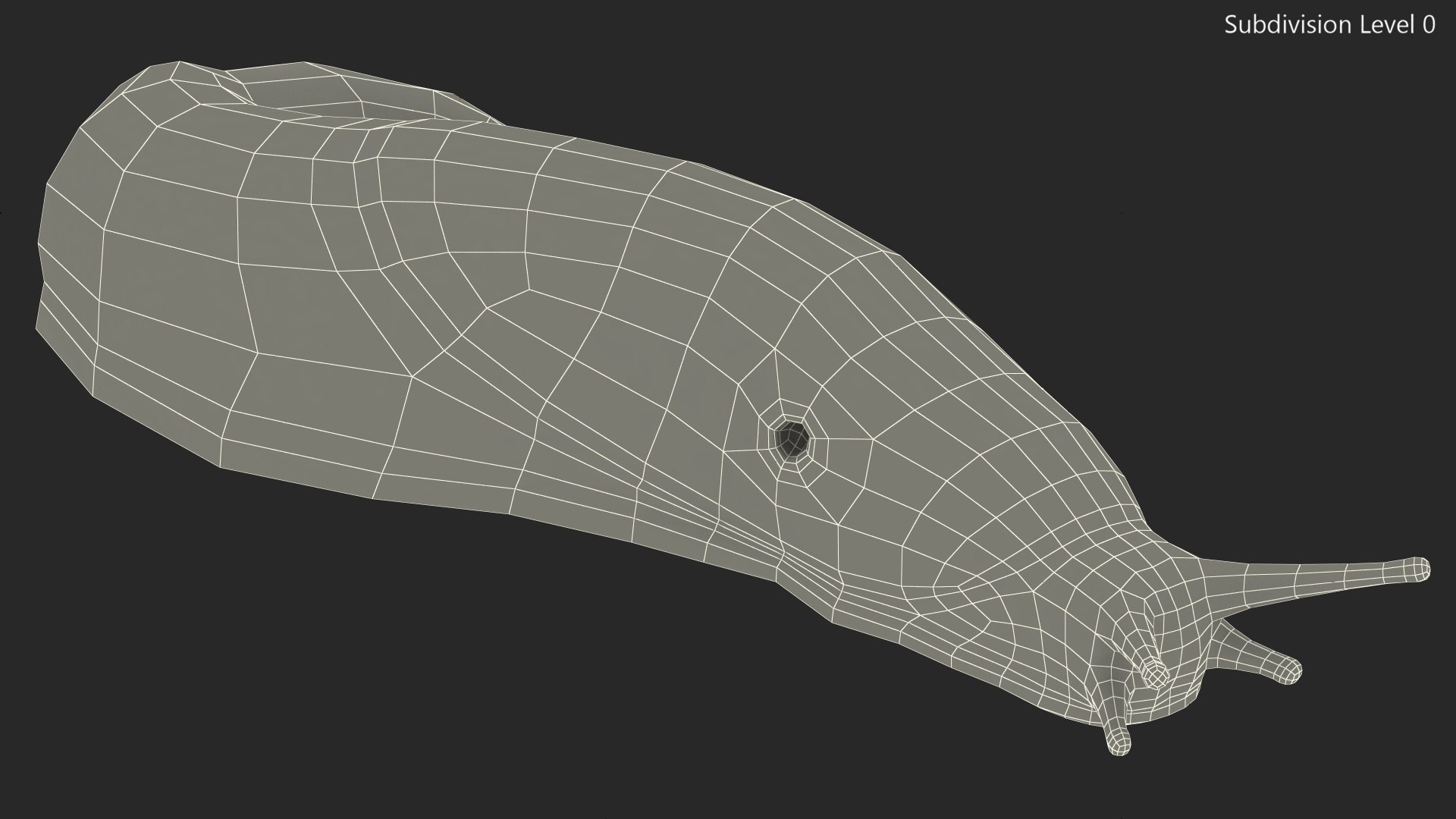 3D Dusky Arion Slug Crawling - TurboSquid 2015873