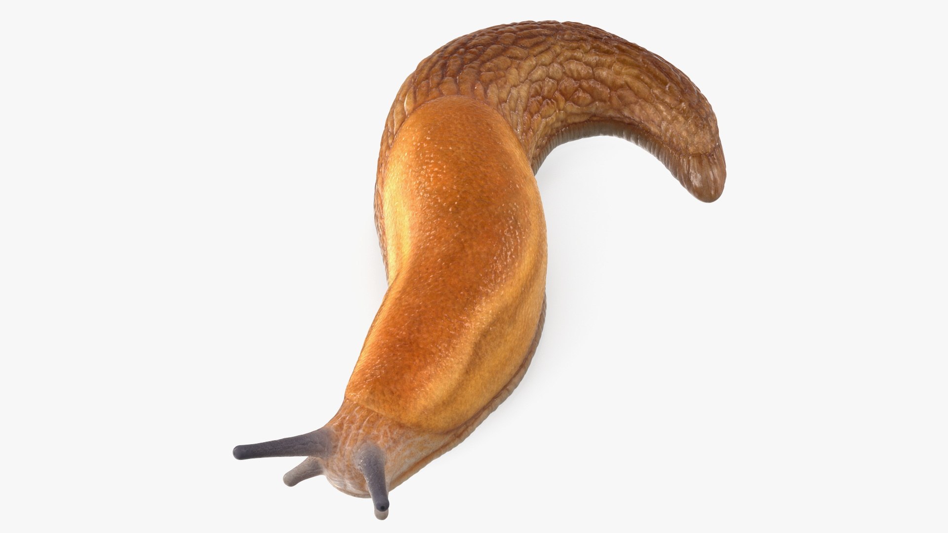 3D Dusky Arion Slug Crawling - TurboSquid 2015873