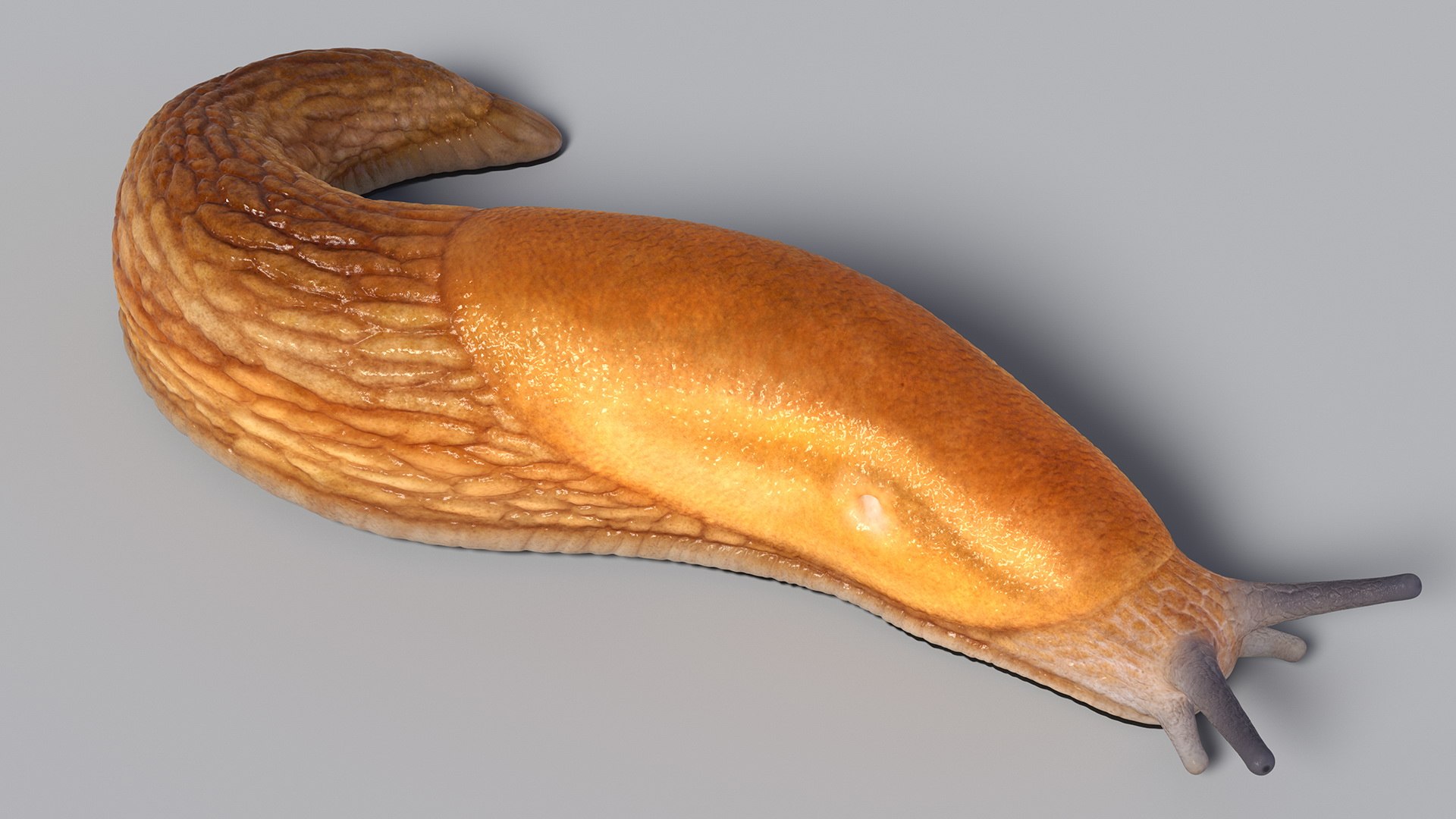 3D Dusky Arion Slug Crawling - TurboSquid 2015873