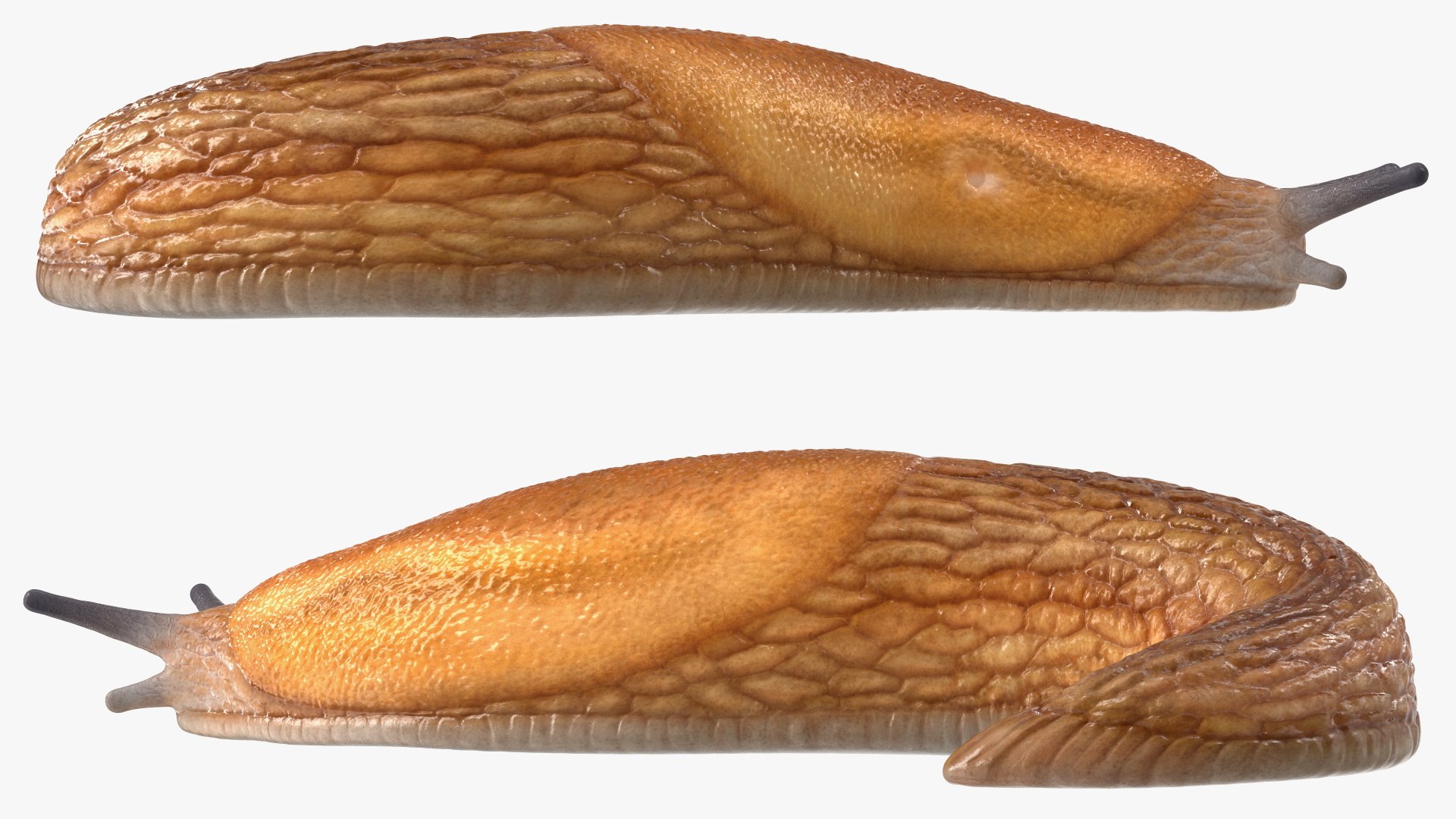 3D Dusky Arion Slug Crawling - TurboSquid 2015873