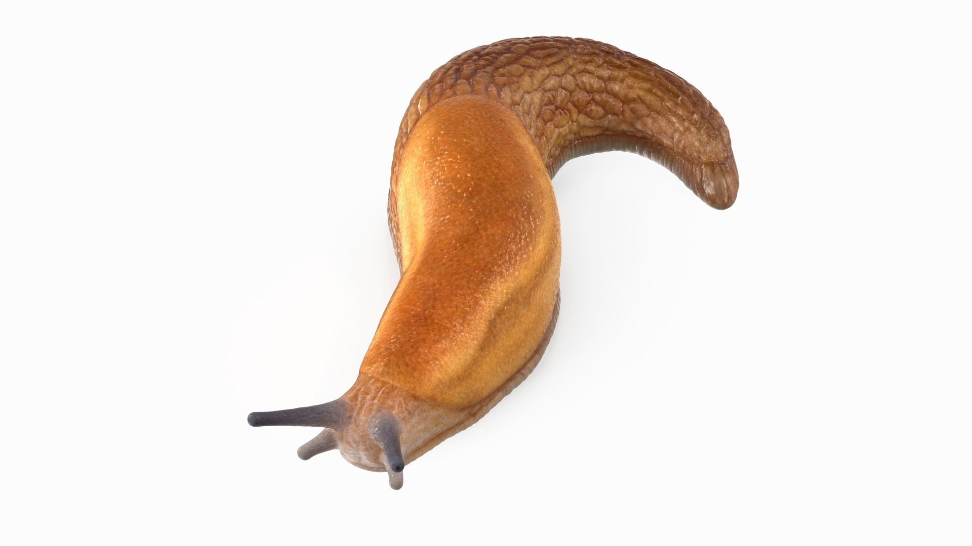 3D Dusky Arion Slug Crawling - TurboSquid 2015873