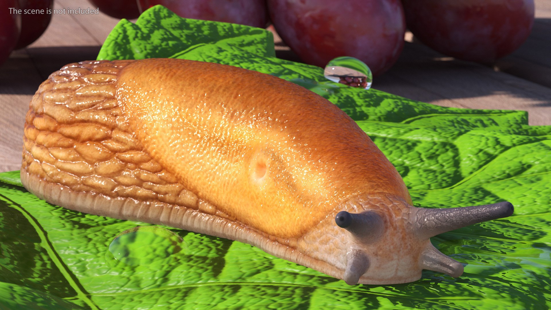 3D Dusky Arion Slug Crawling - TurboSquid 2015873