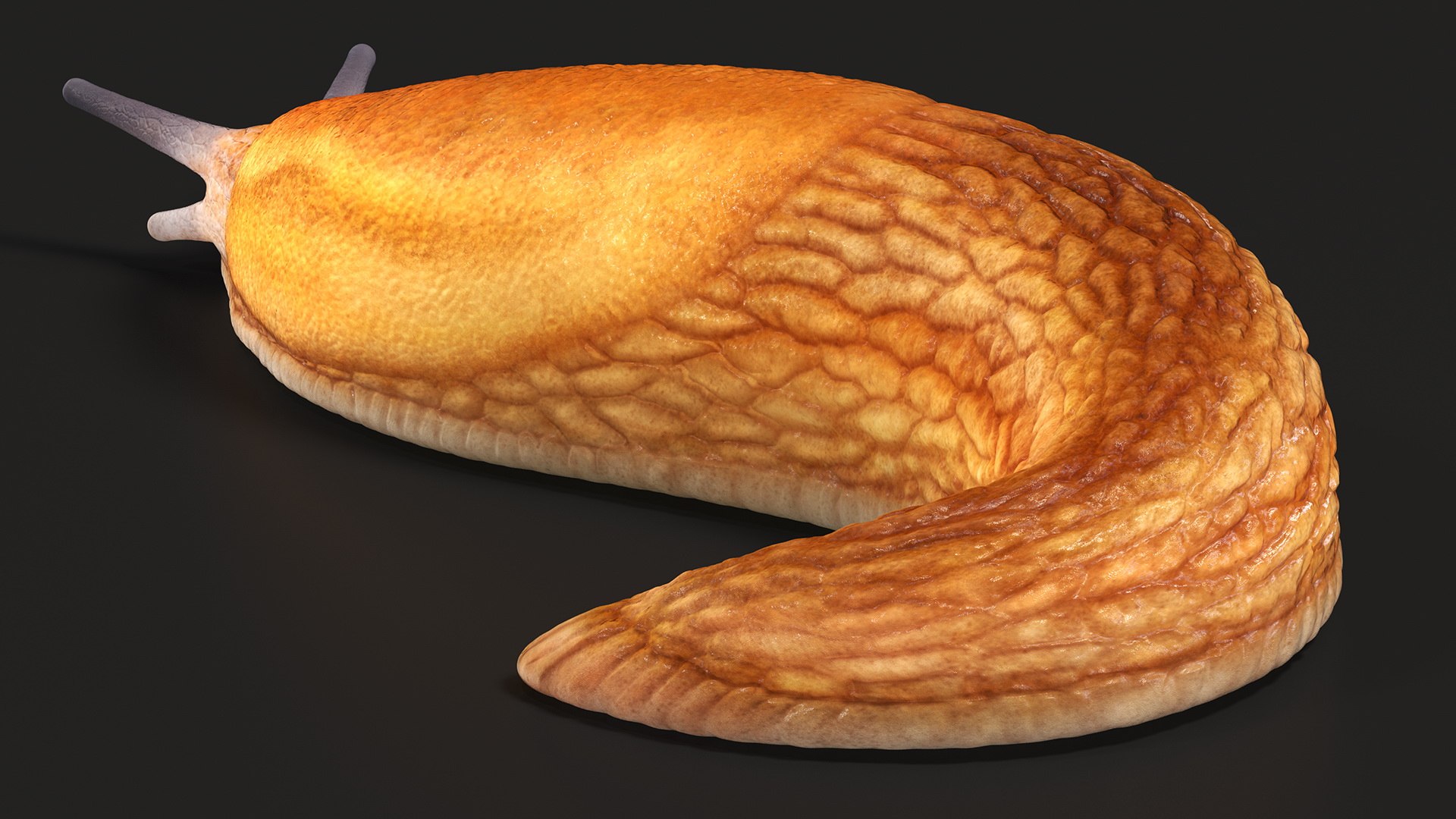 3D Dusky Arion Slug Crawling - TurboSquid 2015873