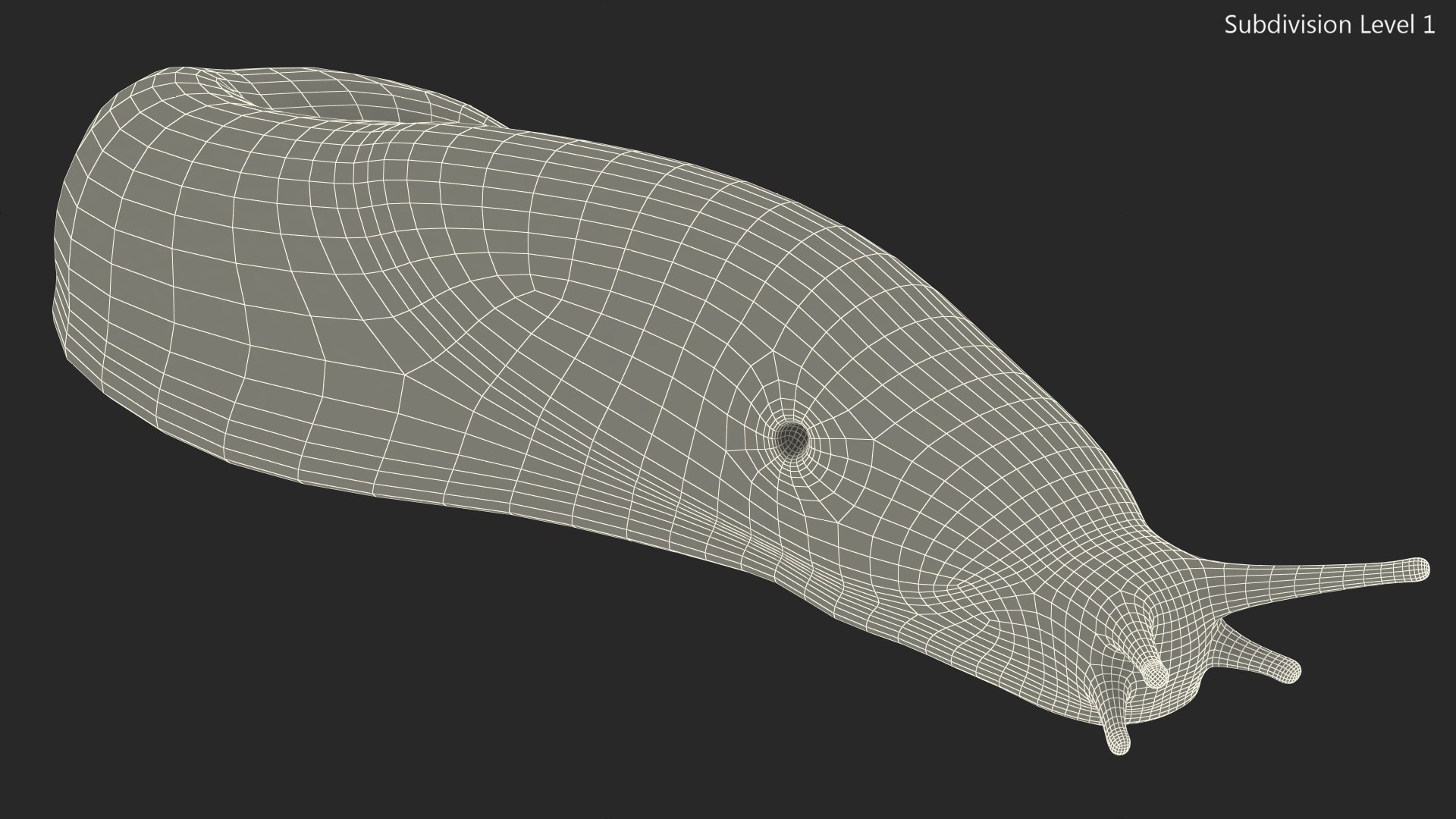 3D Dusky Arion Slug Crawling - TurboSquid 2015873