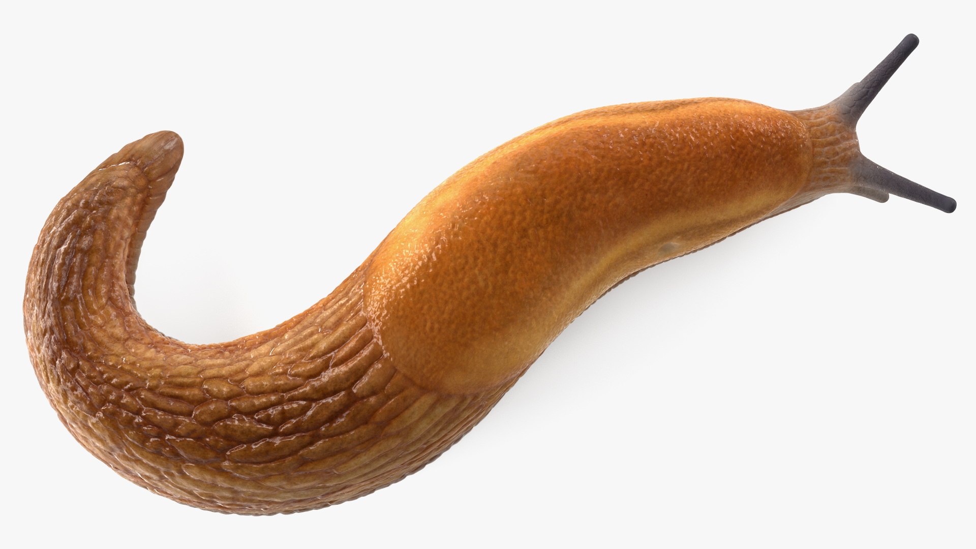 3D Dusky Arion Slug Crawling - TurboSquid 2015873