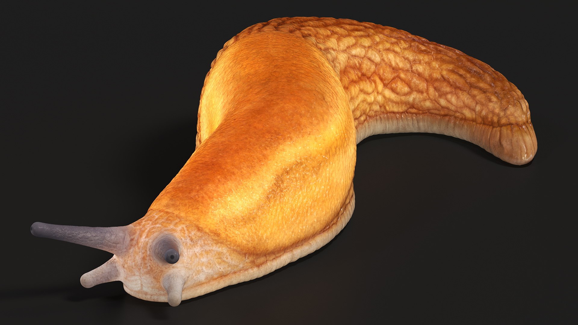 3D Dusky Arion Slug Crawling - TurboSquid 2015873