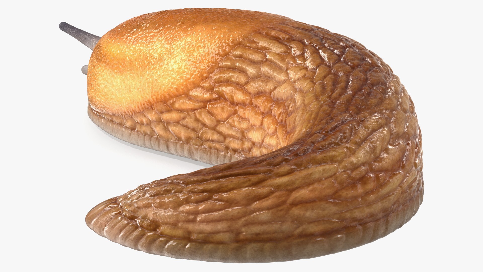 3D Dusky Arion Slug Crawling - TurboSquid 2015873