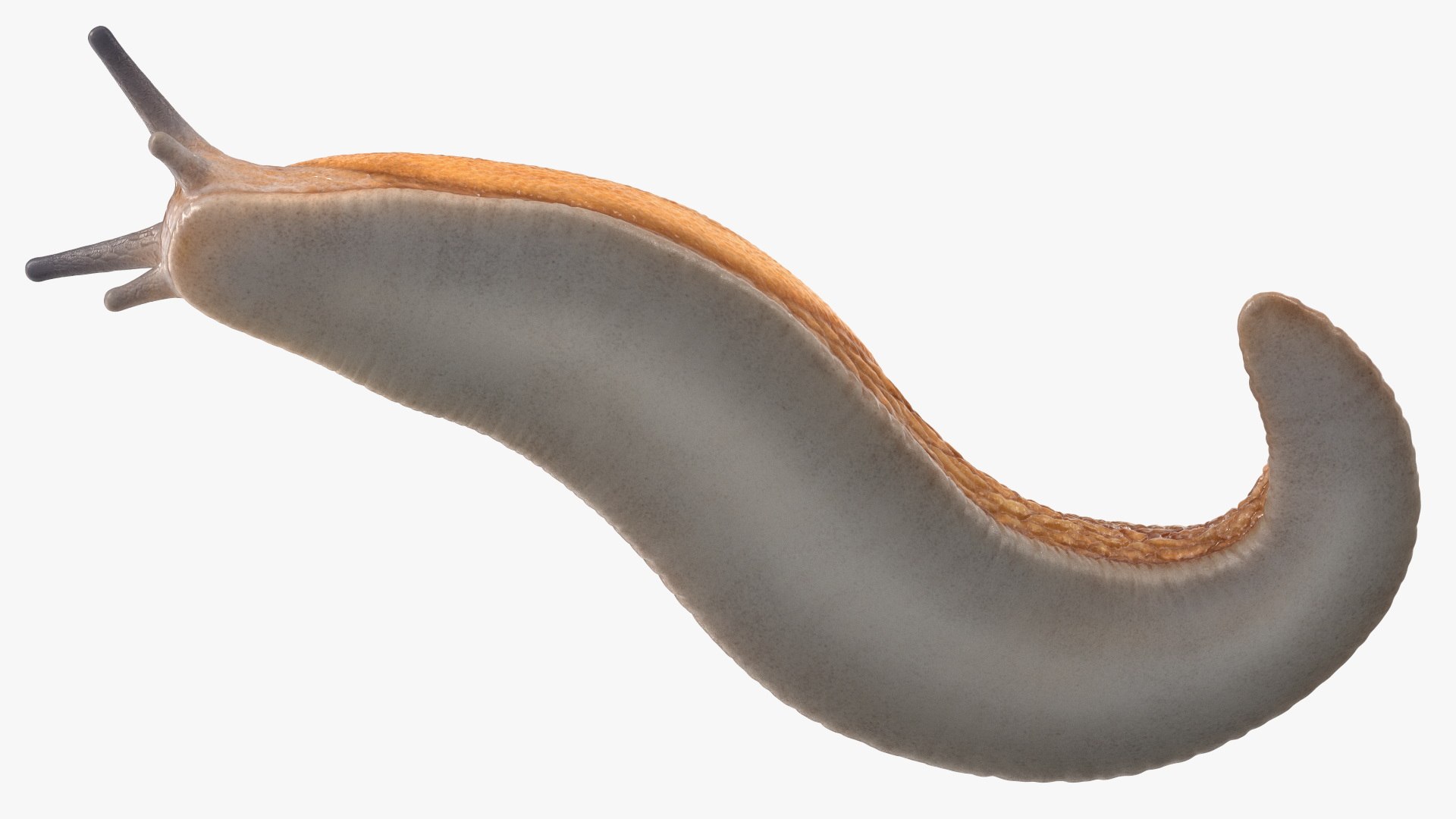 3D Dusky Arion Slug Crawling - TurboSquid 2015873