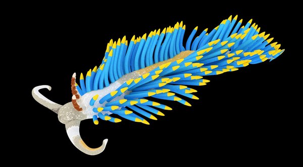 Sea slug model - TurboSquid 1984312