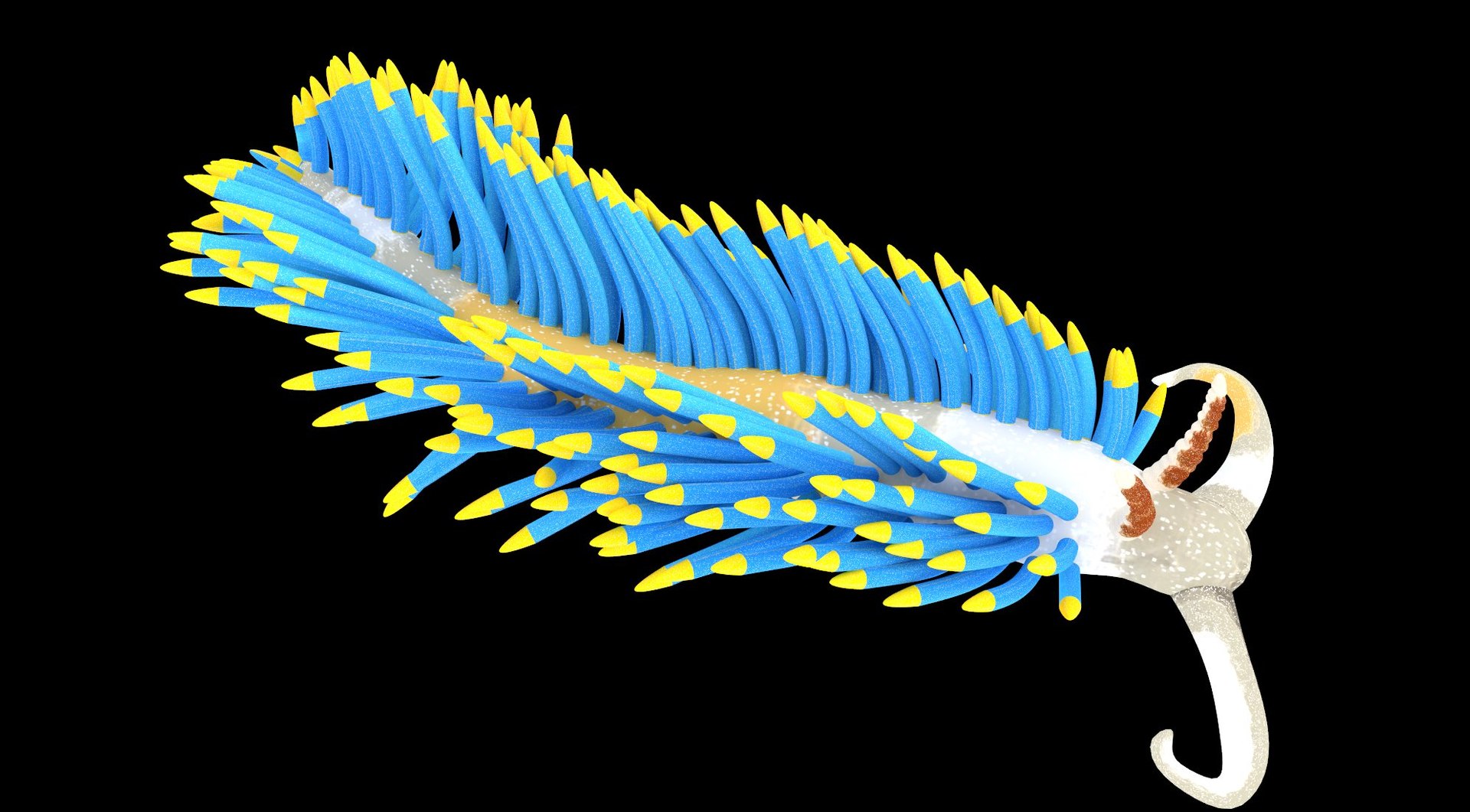 Sea Slug Model - TurboSquid 1984312