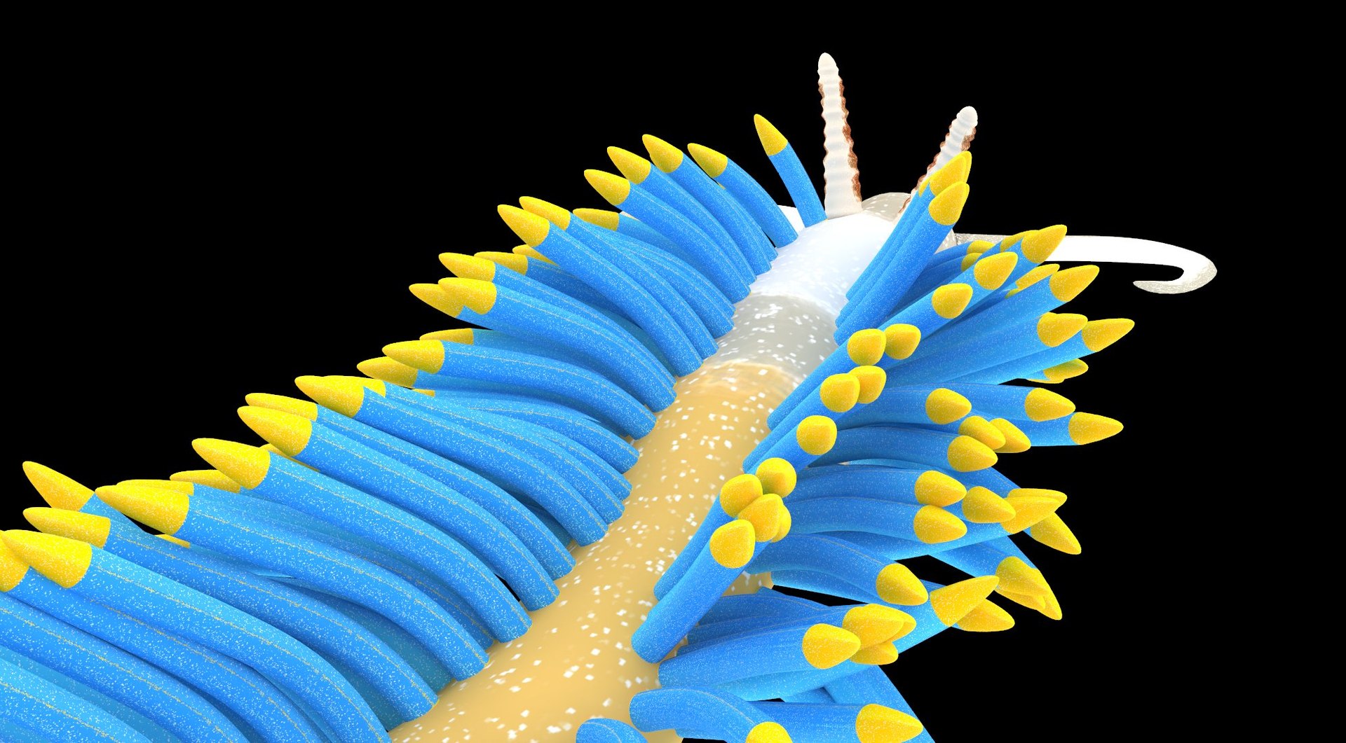 Sea Slug Model - TurboSquid 1984312