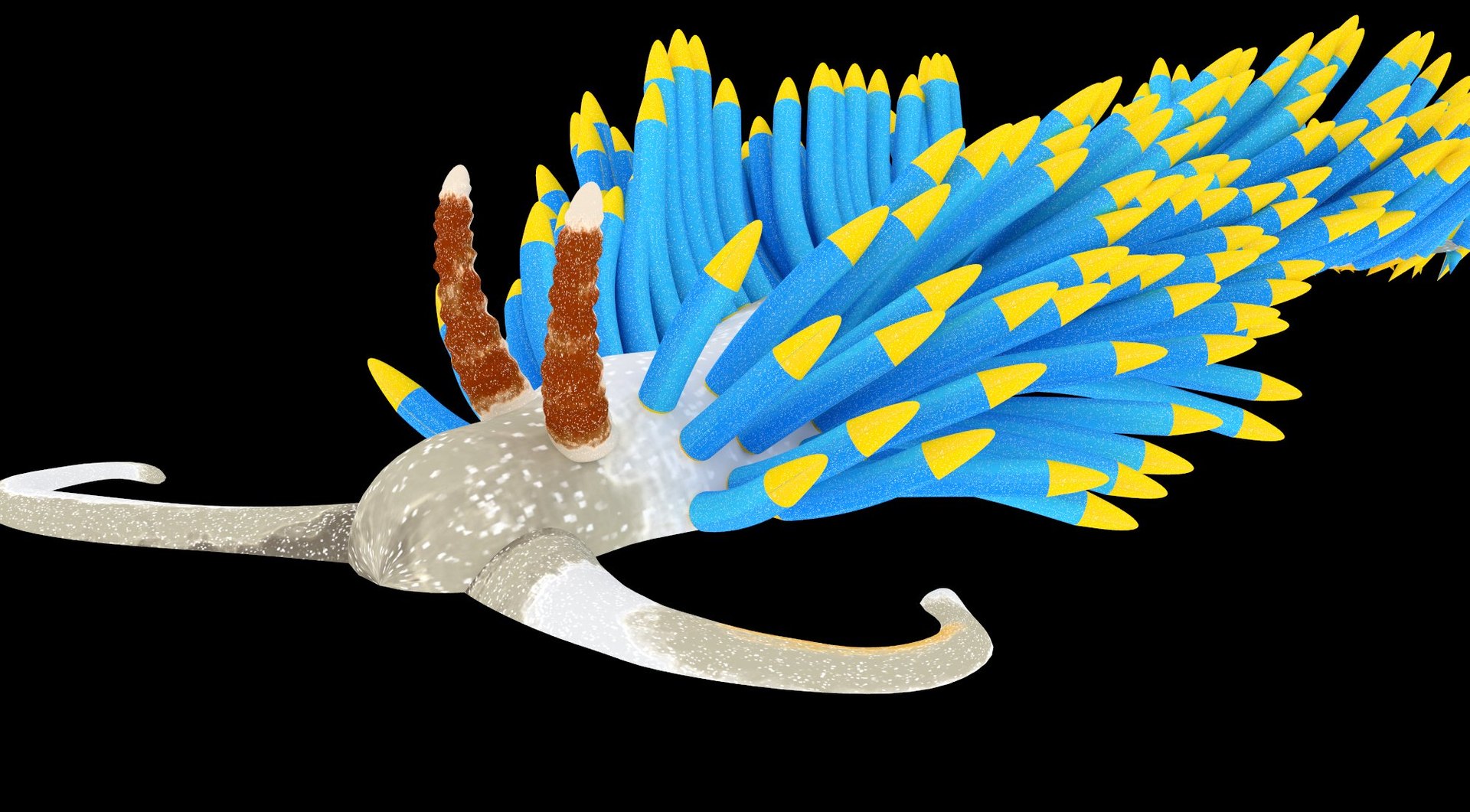 Sea Slug Model - TurboSquid 1984312