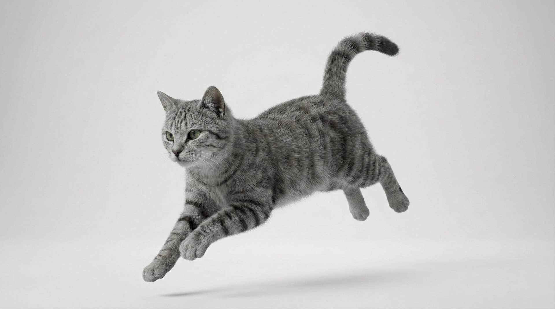 Tabby Cat Rigged Animated And Fur 3D Model - TurboSquid 2511289