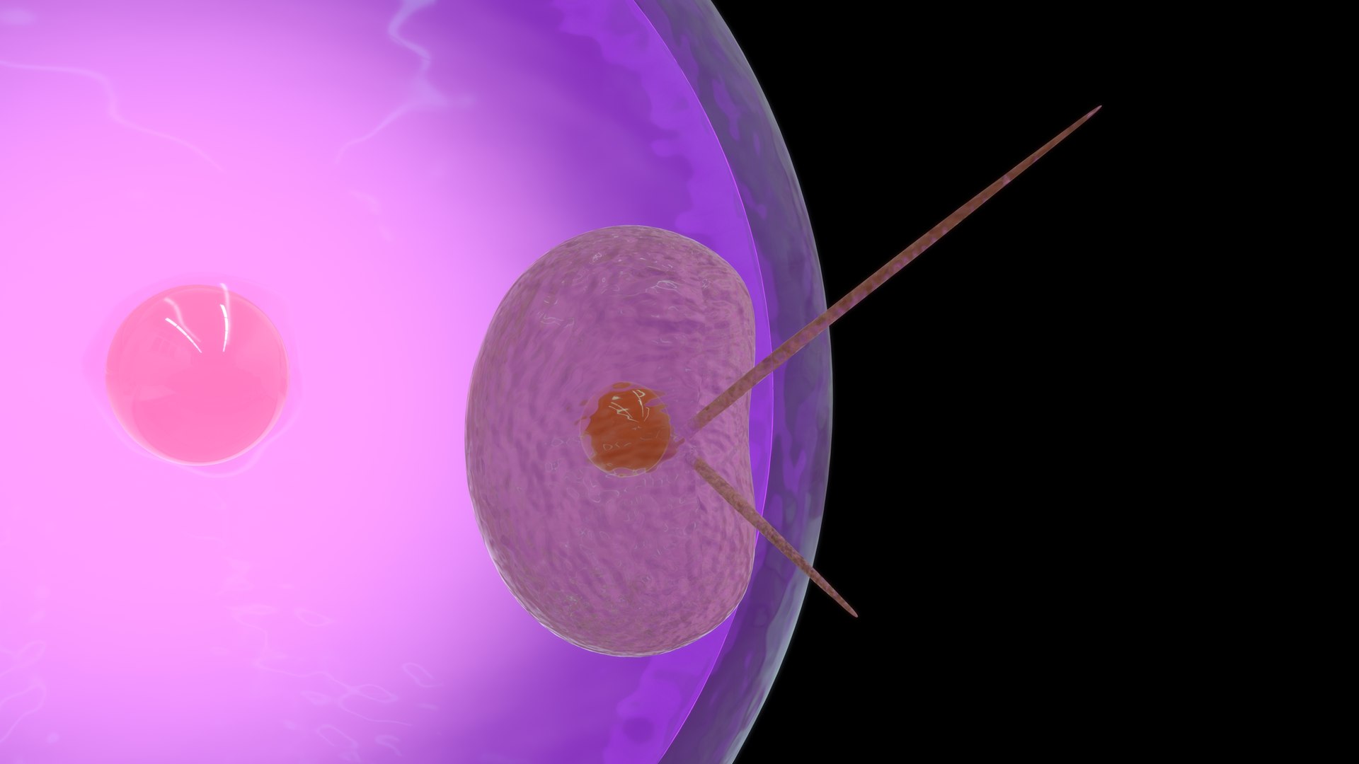 Gametes Cell 3D Model - TurboSquid 2205435