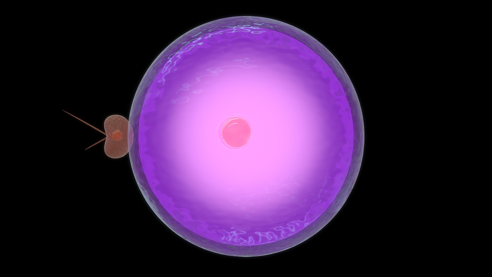 Gametes Cell 3D Model - TurboSquid 2205435