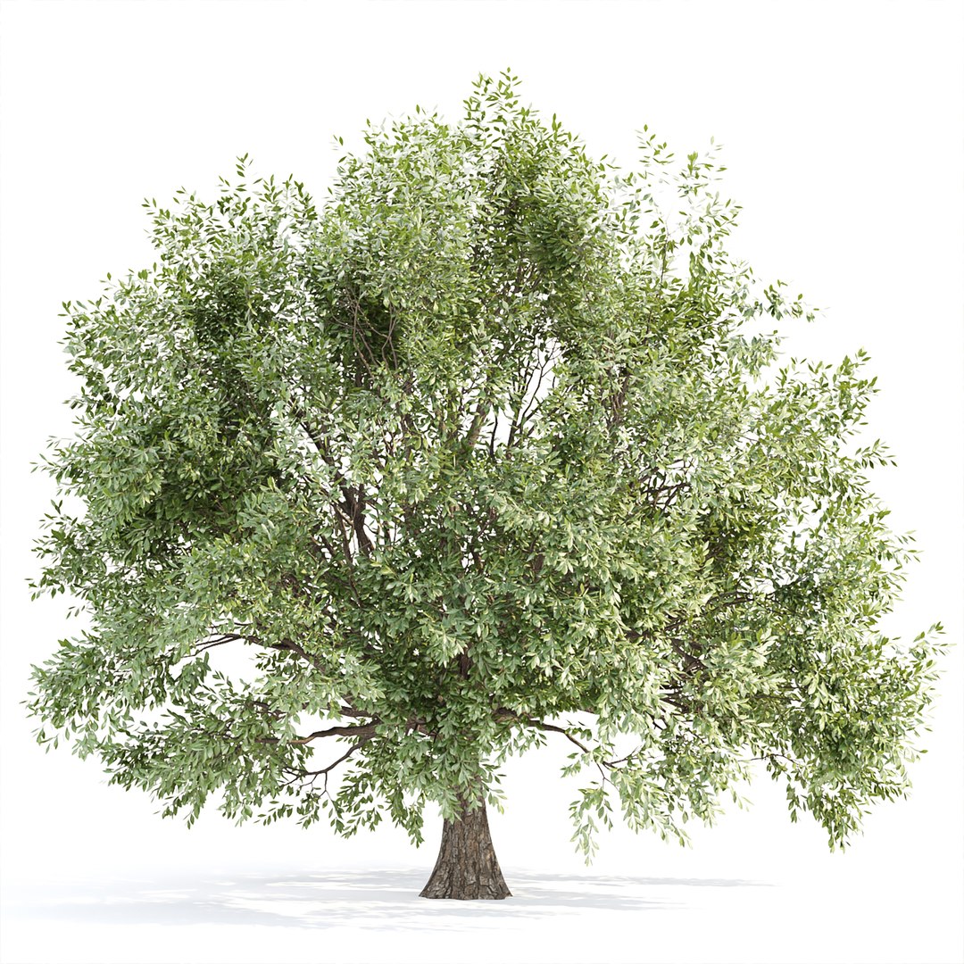 Tree Vol 214 3D Model - TurboSquid 2073499