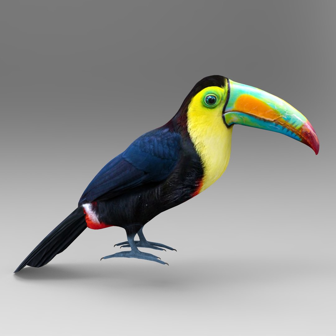 Keel Toucan Model - TurboSquid 1401086