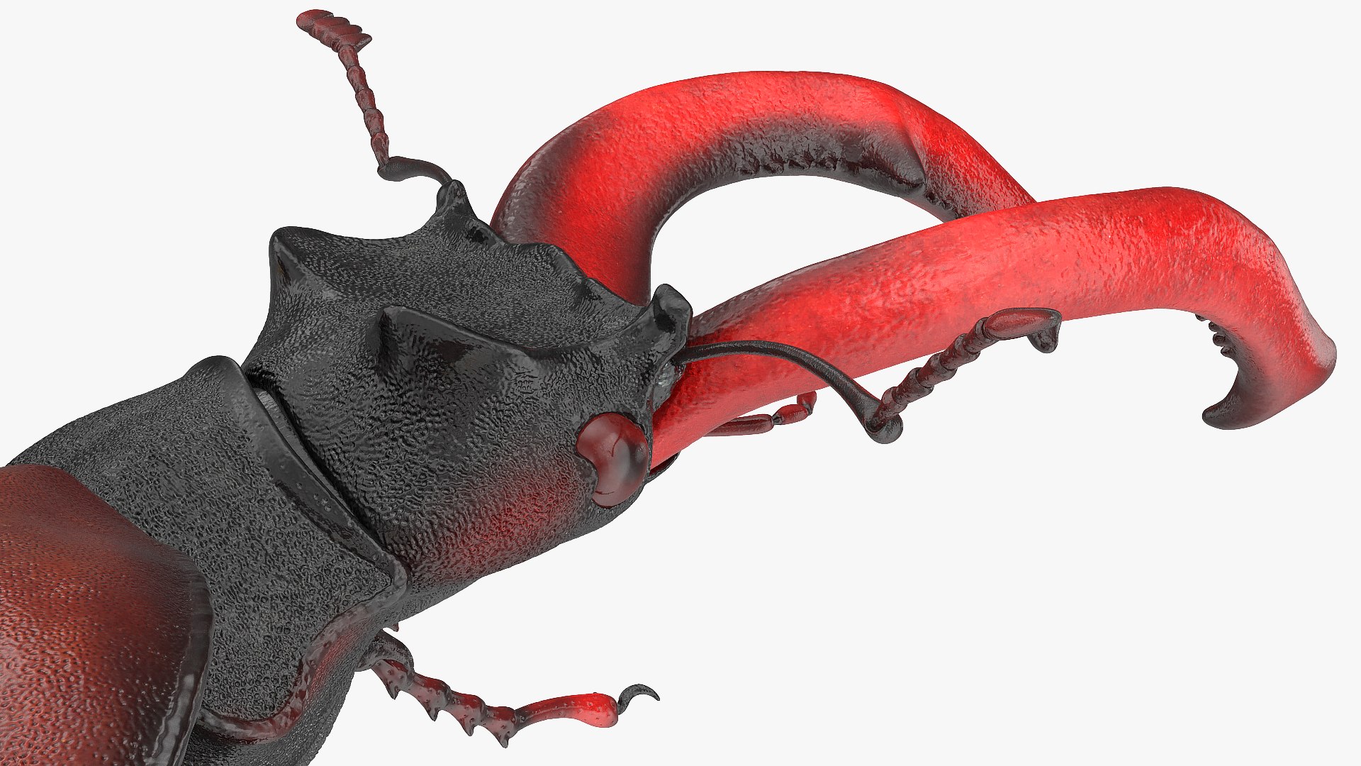 3D lucanus cervus stag beetle - TurboSquid 1511392