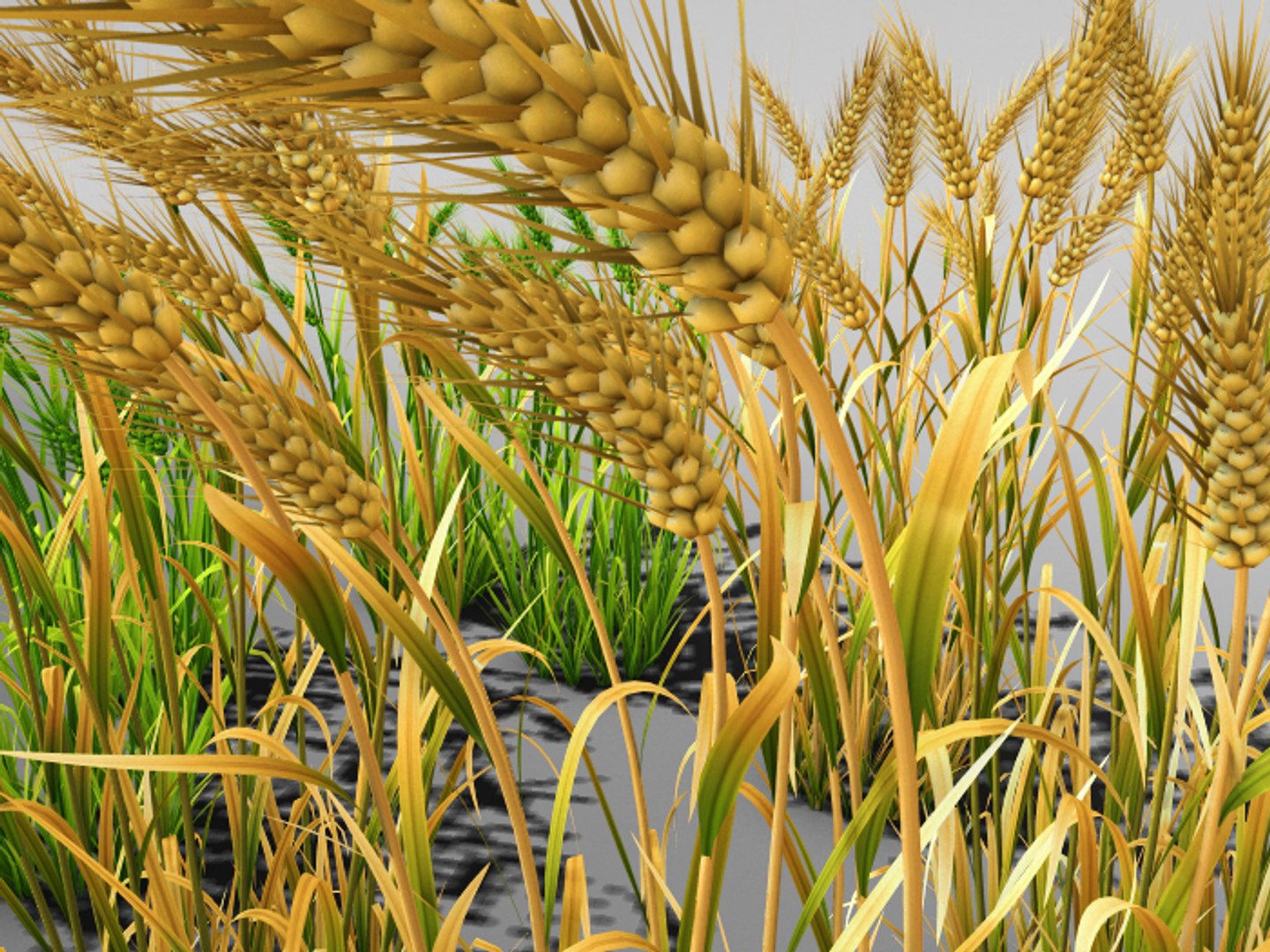 3d Wheat Field Farm