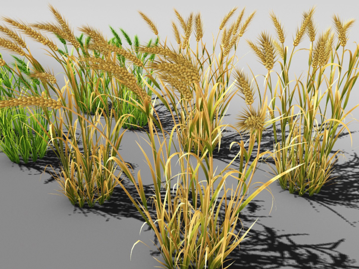 3d Wheat Field Farm