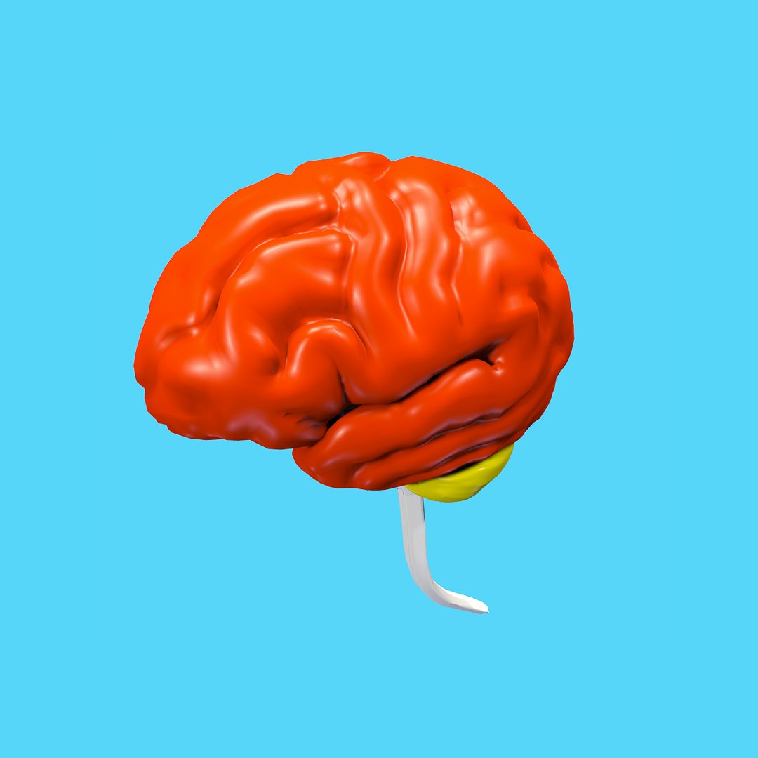 Human Brain C4d