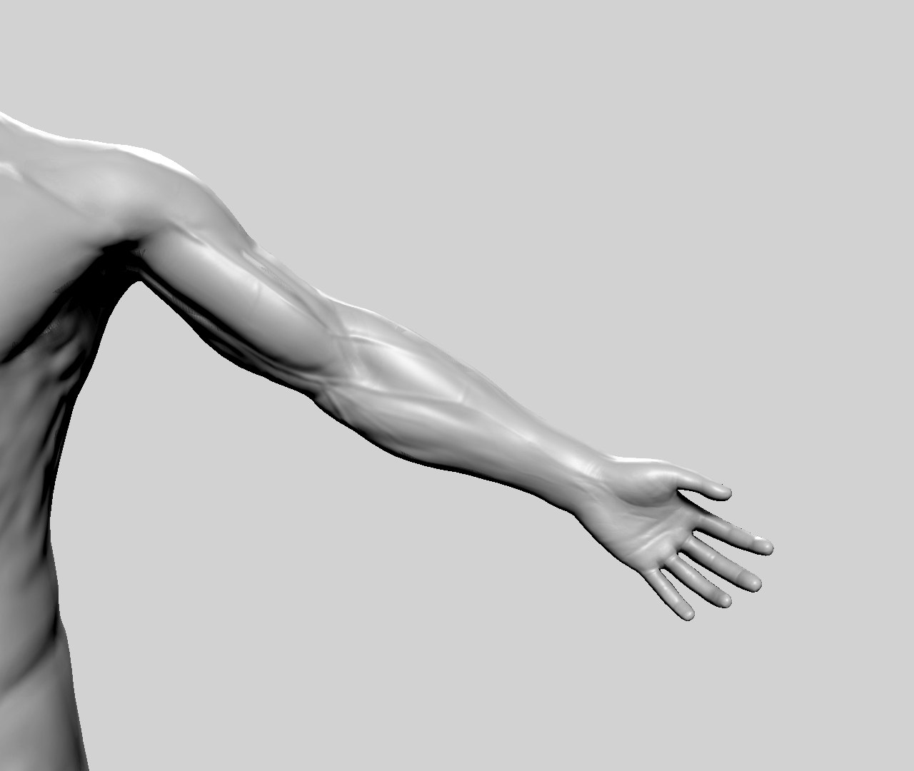Male Human Man 3d Model