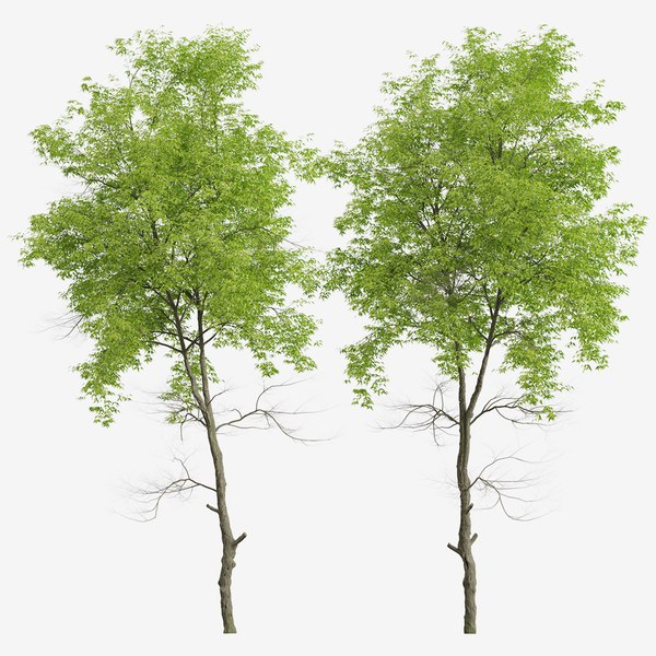 Set of Populus Euphratica or Euphrates Poplar Tree - 2 Trees model ...