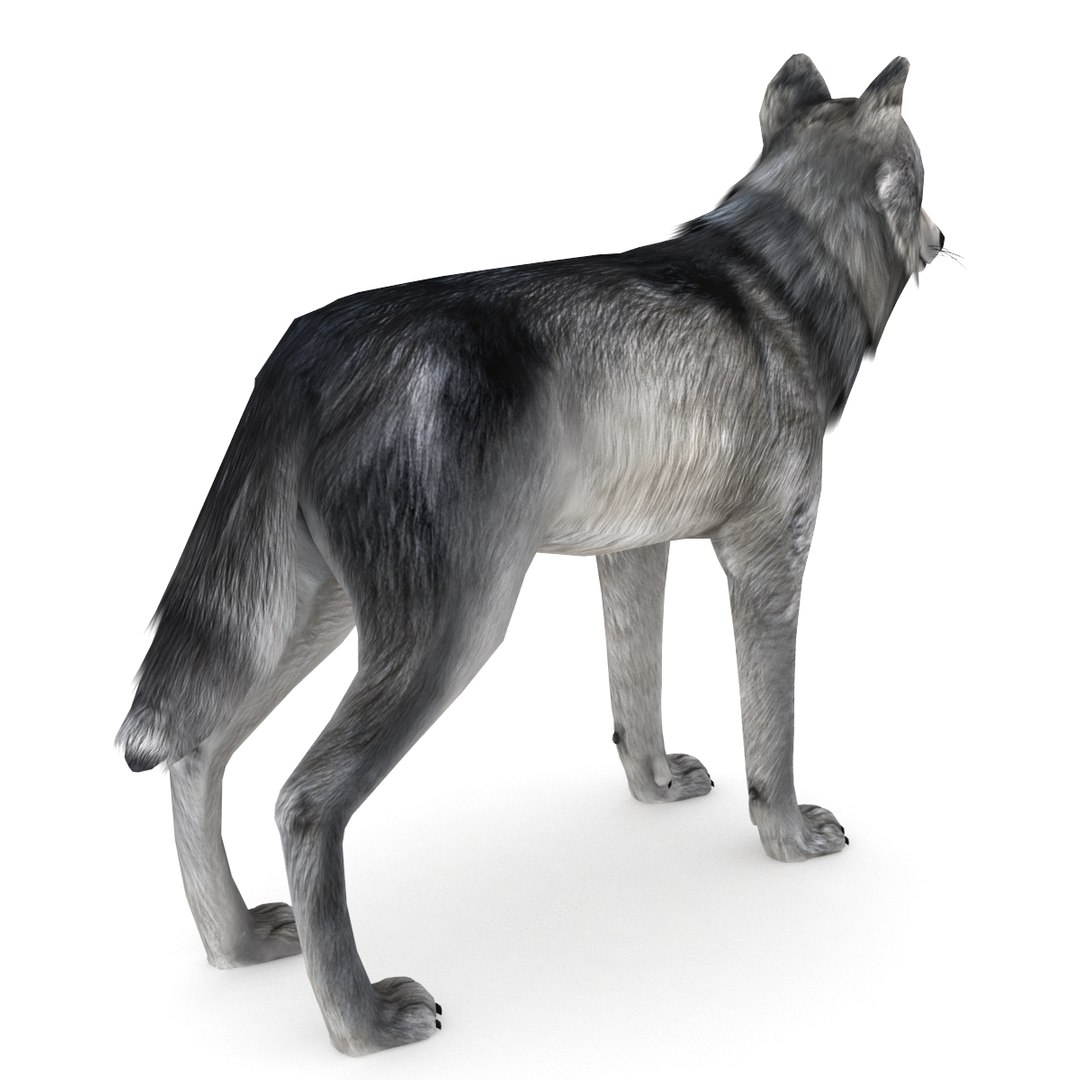 3D Grey Wolf - TurboSquid 1459917