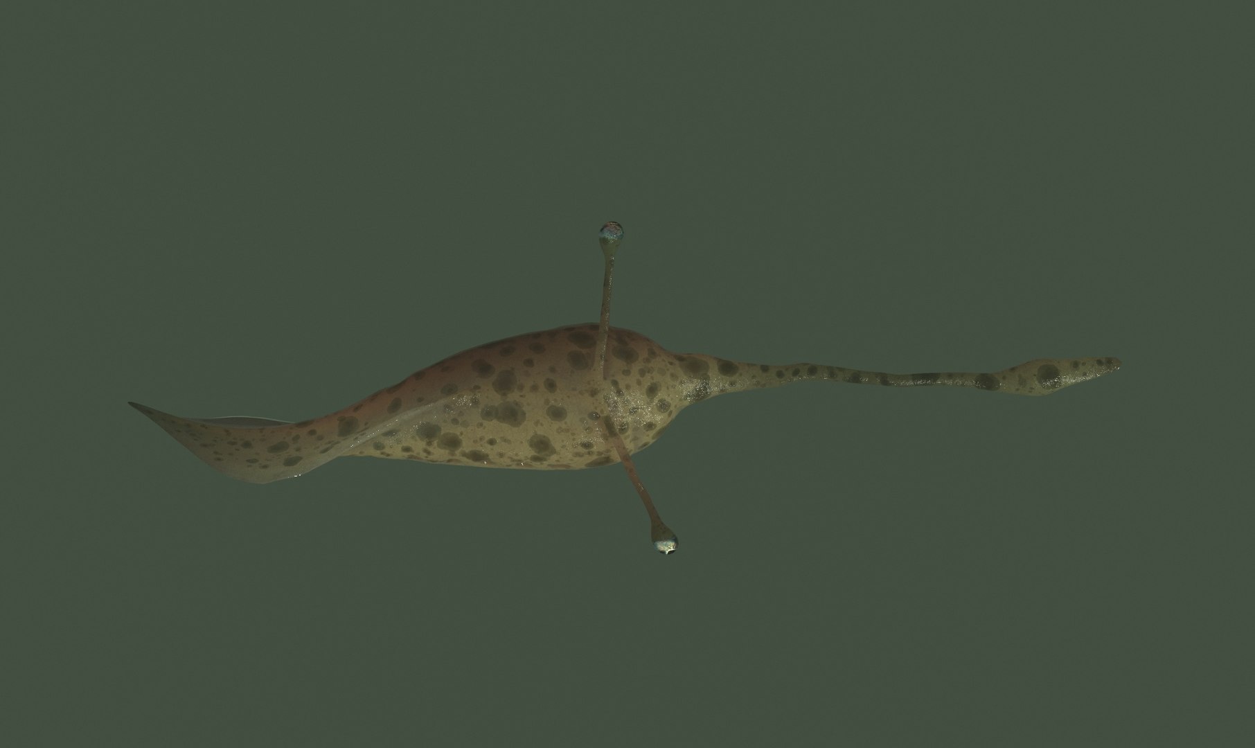 3D Tullimonstrum Fossil Model - TurboSquid 1652846