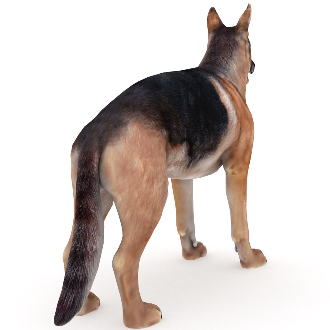 3D German Shepherd Dog Model - TurboSquid 1445455