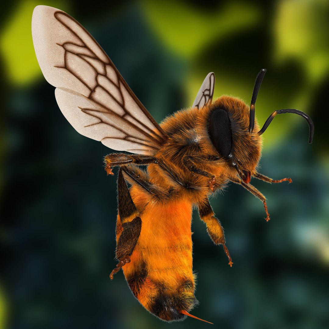 3d model apis mellifera honey bee