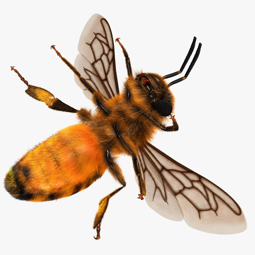 3d model apis mellifera honey bee
