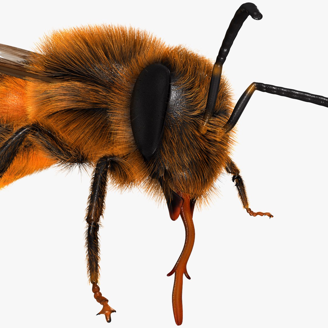 3d model apis mellifera honey bee