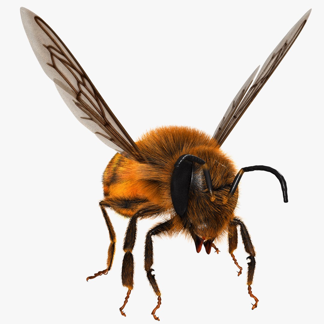 3d model apis mellifera honey bee