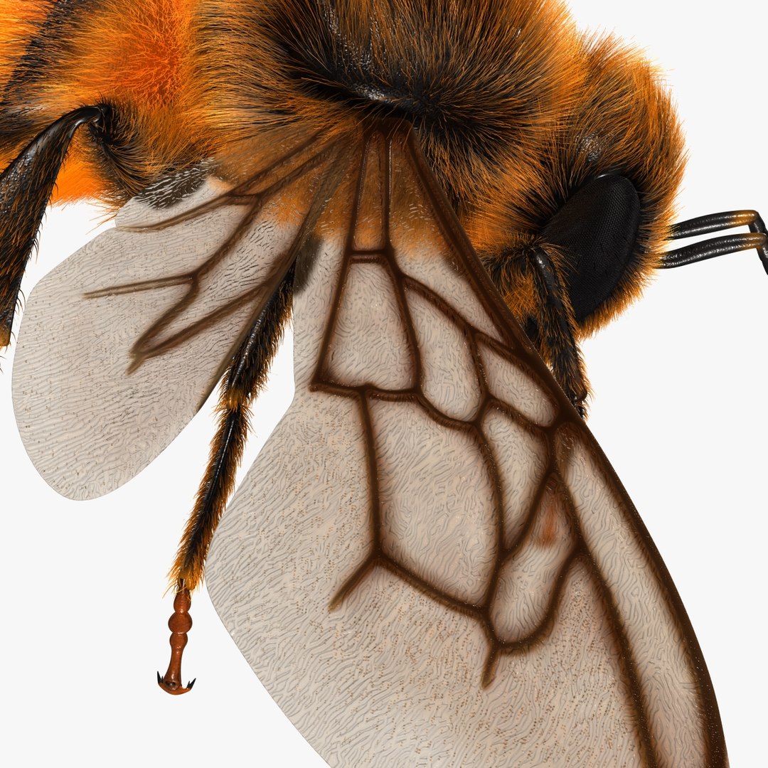 3d model apis mellifera honey bee
