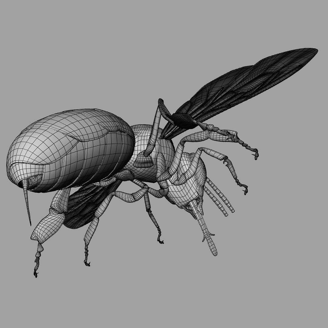 3d model apis mellifera honey bee