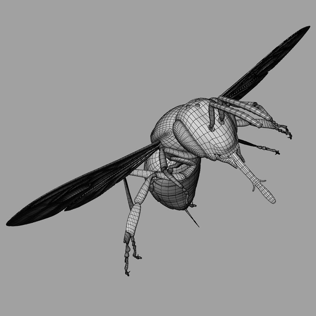 3d model apis mellifera honey bee
