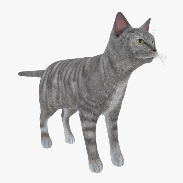 modelo 3d Gato de pelo corto Vitas - TurboSquid 2401250