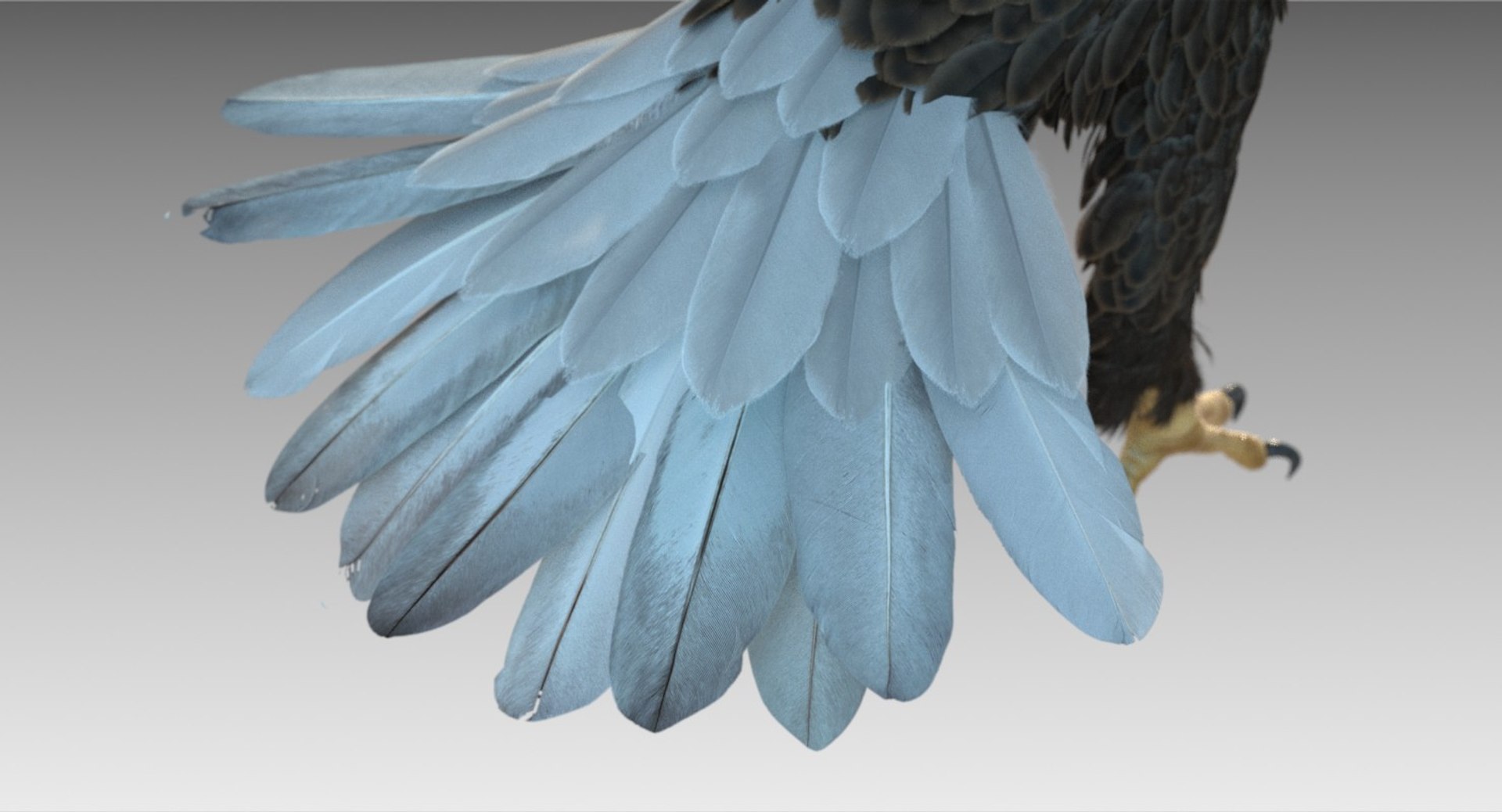 Bald Eagle Model - TurboSquid 1307537