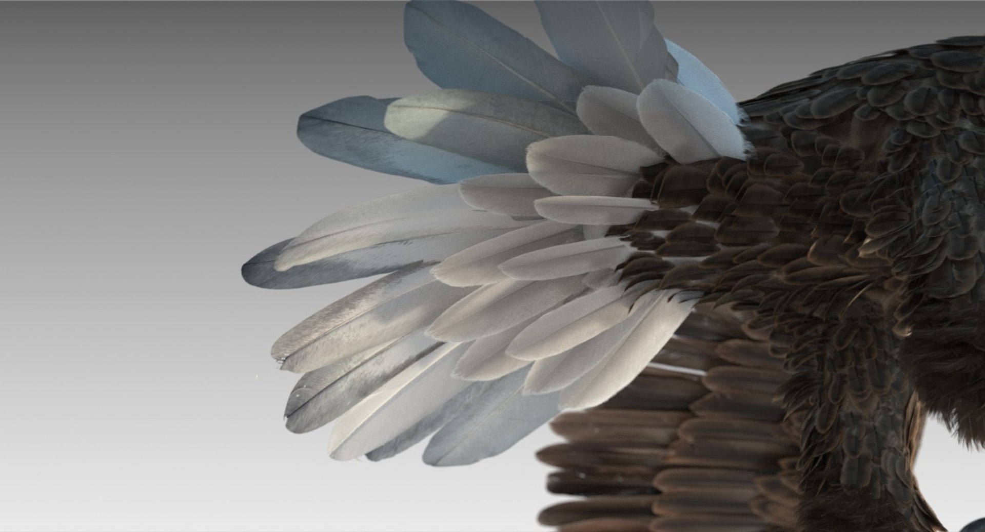 Bald Eagle Model - TurboSquid 1307537