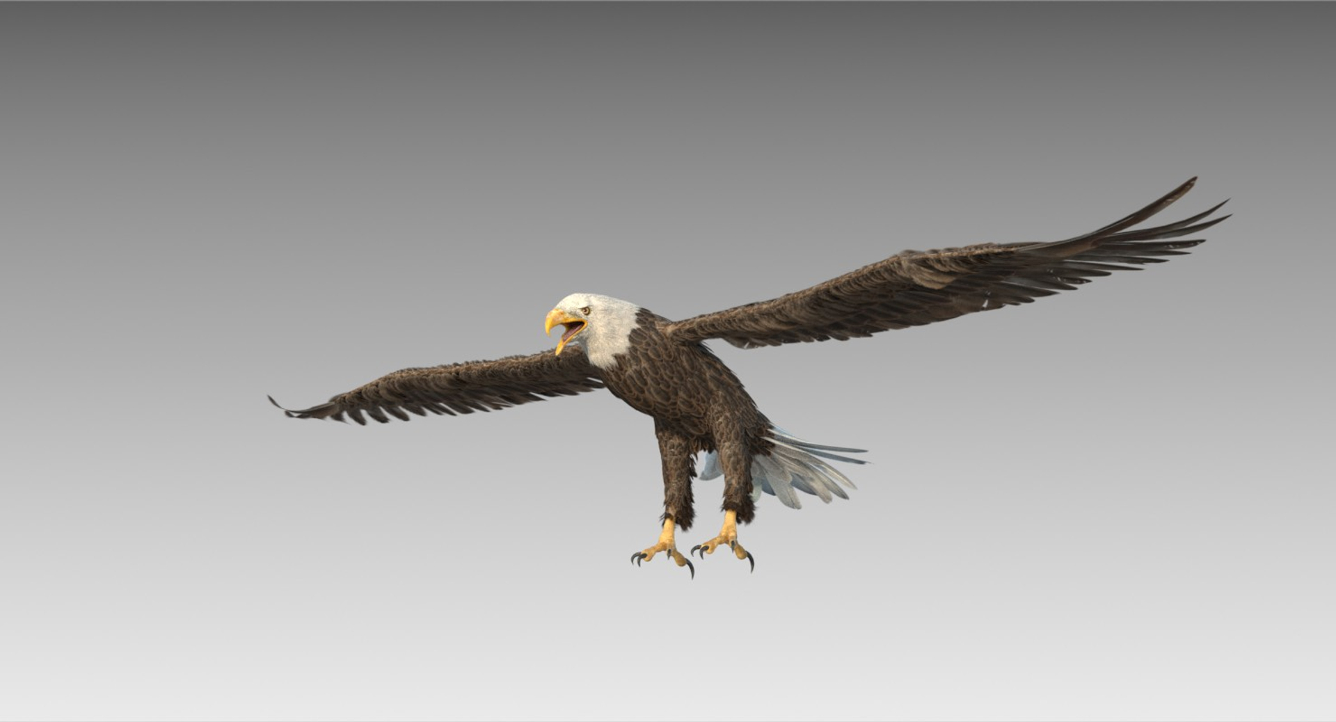 Bald Eagle Model - TurboSquid 1307537