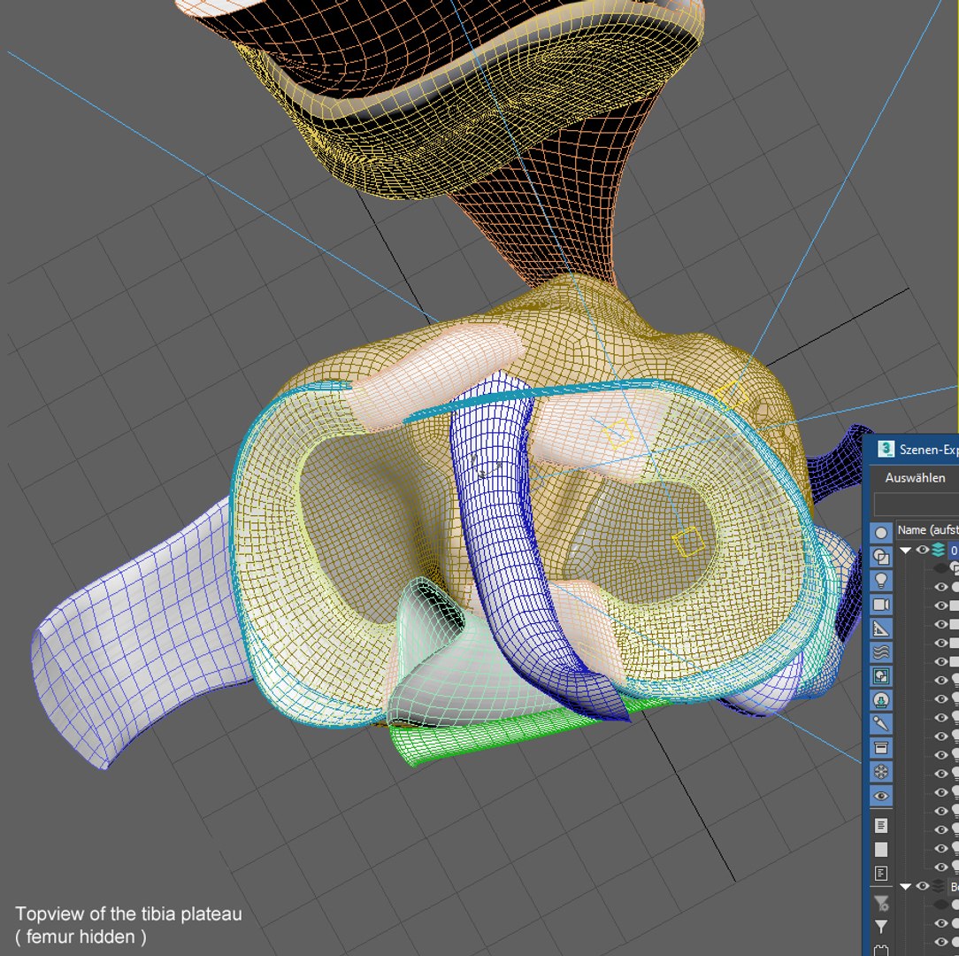 High Resolution Human Knee From A Real CT-Scan Model - TurboSquid 1949197