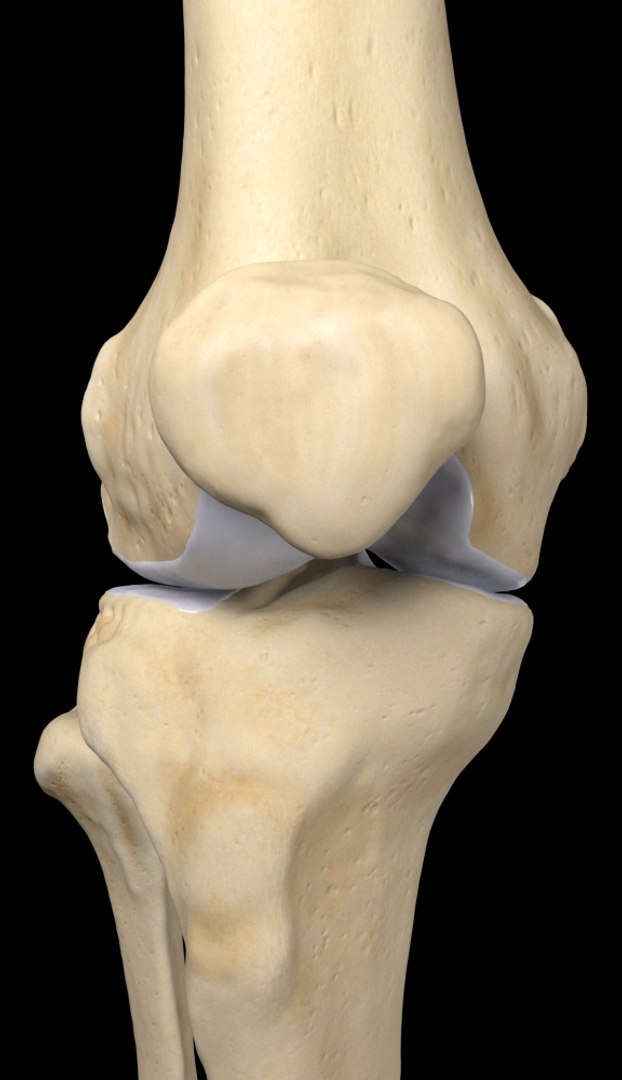 High Resolution Human Knee From A Real CT-Scan Model - TurboSquid 1949197
