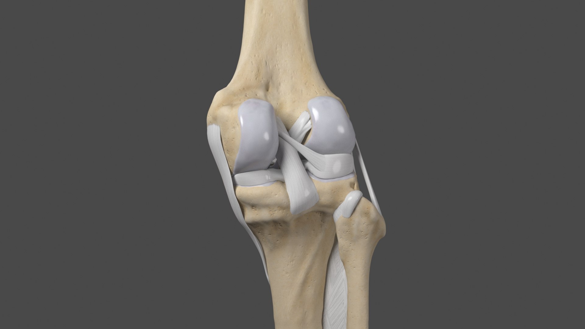 High Resolution Human Knee from a real CT-Scan model - TurboSquid 1949197