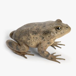 3D Toad Models - Browse & Download Formats - TurboSquid